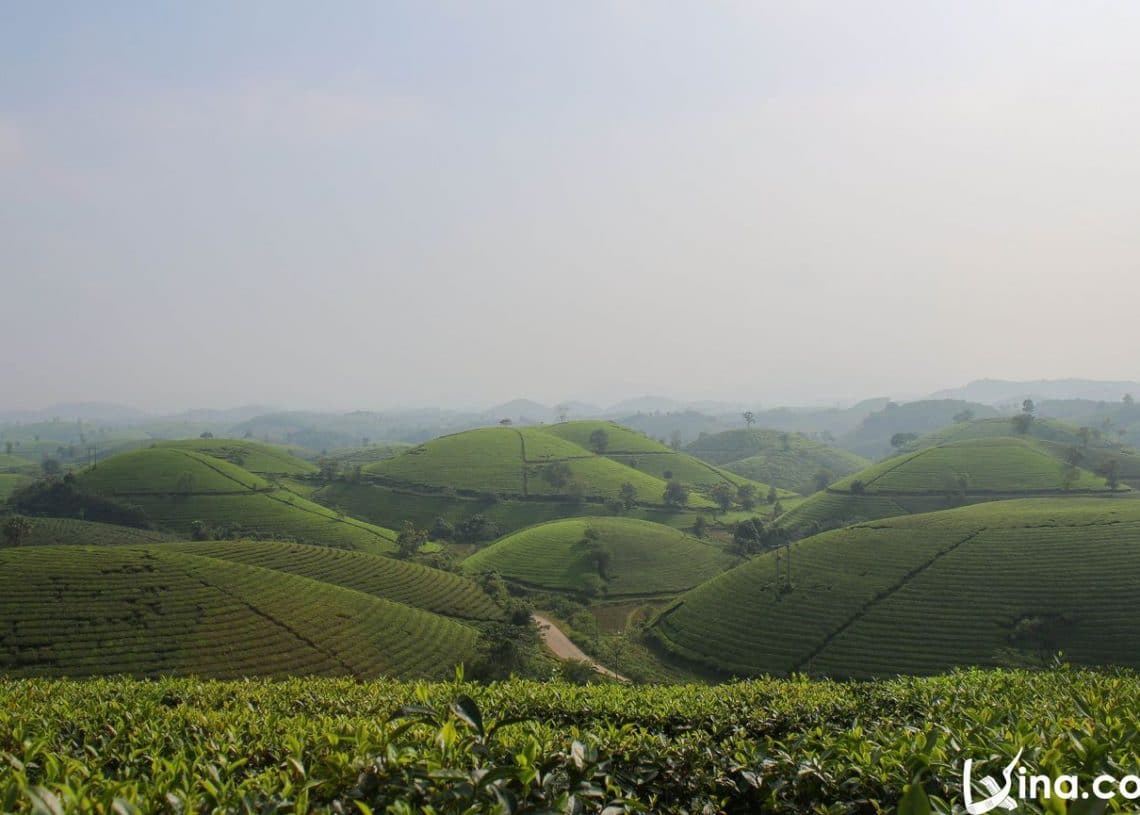 Long Coc Tea Hill Photos - A Natural Masterpiece Of Vietnam